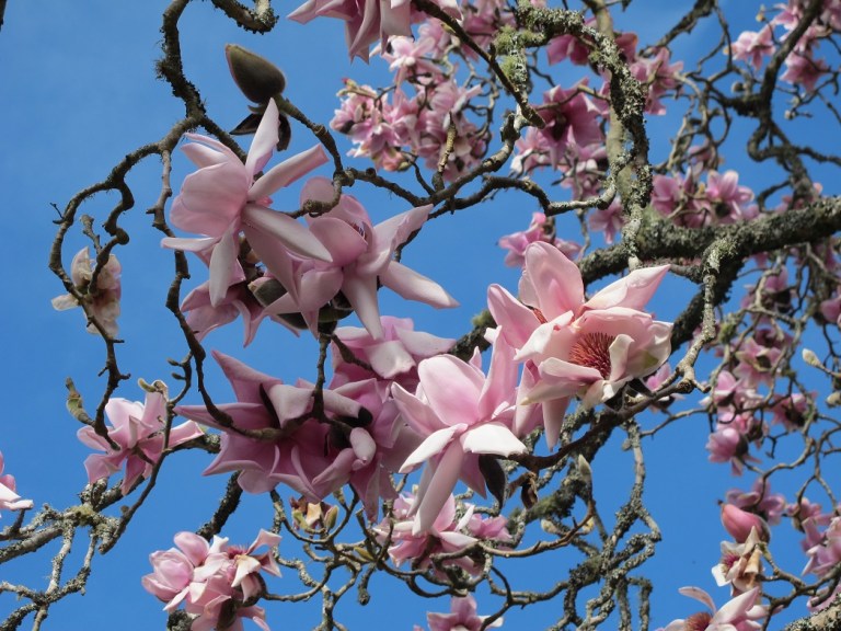 Jury Magnolias | Tikorangi The Jury Garden