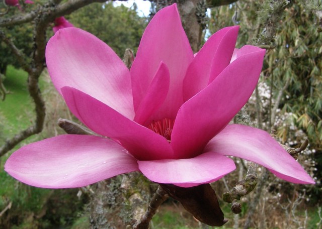 Jury Magnolias | Tikorangi The Jury Garden