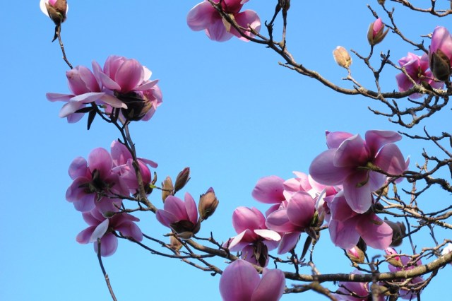 Jury Magnolias | Tikorangi The Jury Garden