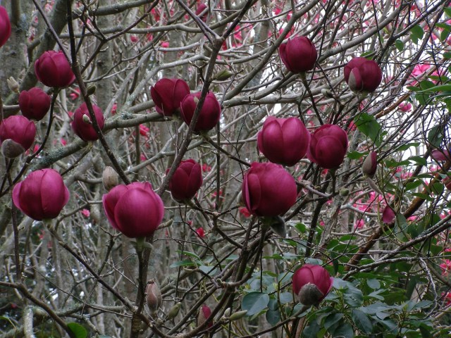 Jury Magnolias | Tikorangi The Jury Garden
