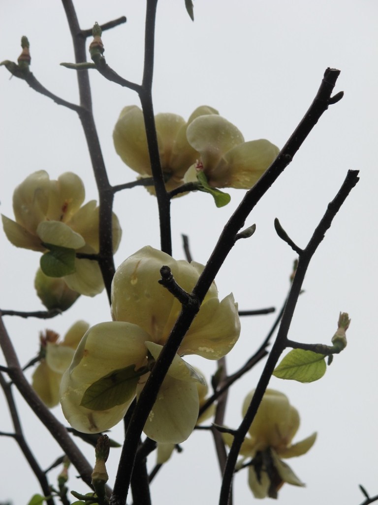 Jury Magnolias | Tikorangi The Jury Garden