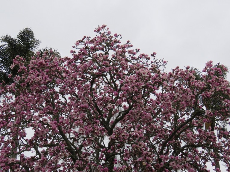 Jury Magnolias | Tikorangi The Jury Garden