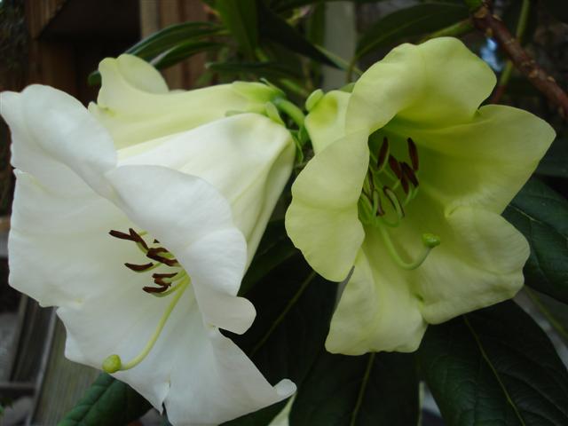 Yvonne Scott (Small) | Tikorangi The Jury Garden