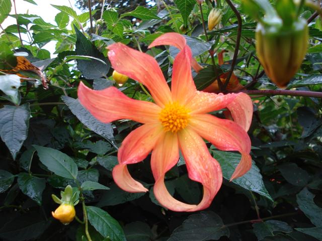 Tried and True: Tree Dahlias | Tikorangi The Jury Garden