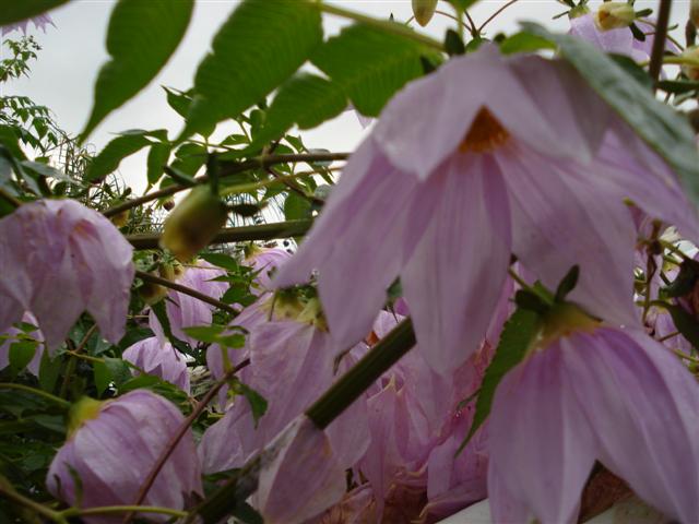Tried and True: Tree Dahlias | Tikorangi The Jury Garden