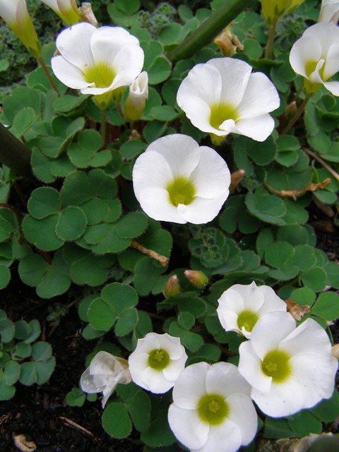 Plant Collector: Oxalis purpurea alba | Tikorangi The Jury Garden