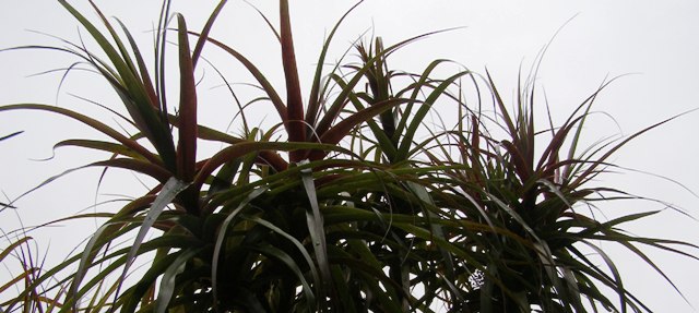 Plant Collector: Dracophyllum latifolium (or neinei) | Tikorangi The ...