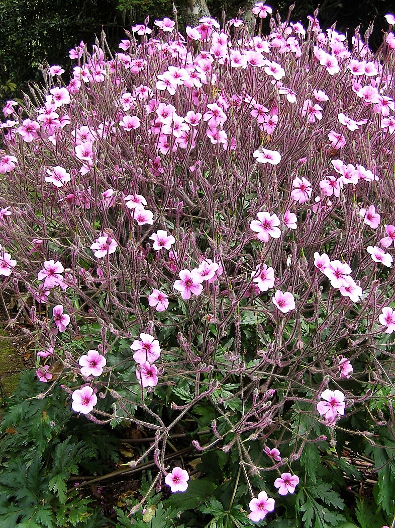 Plant Collector: Geranium maderense | Tikorangi The Jury Garden