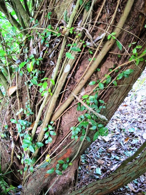 Rata and pohutukawa – the metrosideros family | Tikorangi The Jury Garden
