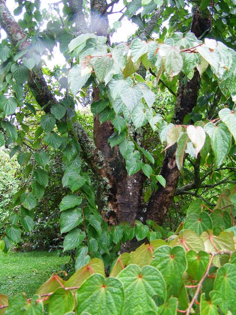 Plant Collector: Tetracentron sinense | Tikorangi The Jury Garden