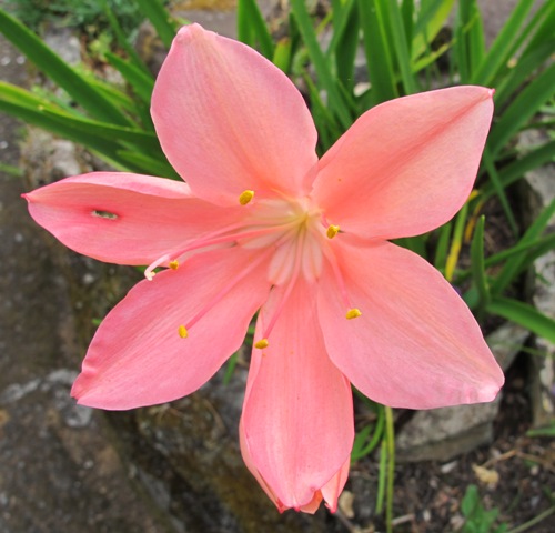 pink vallota | Tikorangi The Jury Garden
