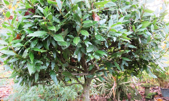 Grow it yourself: bay tree | Tikorangi The Jury Garden