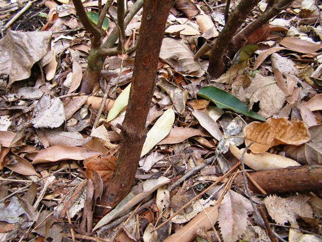 pea straw mulch | Tikorangi The Jury Garden