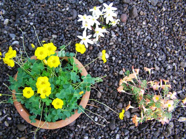 pea straw mulch | Tikorangi The Jury Garden