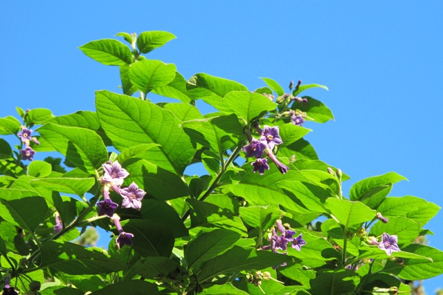 Plant Collector: Iochroma grandiflorum | Tikorangi The Jury Garden