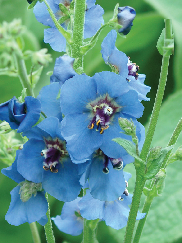 Singing the praises of blue flowers | Tikorangi The Jury Garden
