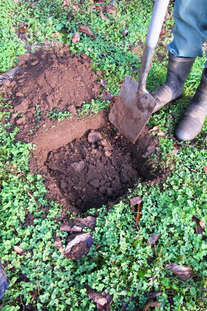 staking trees | Tikorangi The Jury Garden