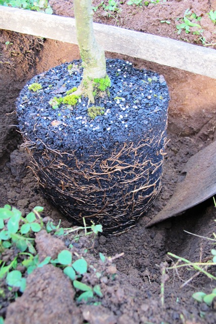 staking trees | Tikorangi The Jury Garden