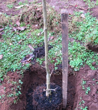 staking trees | Tikorangi The Jury Garden