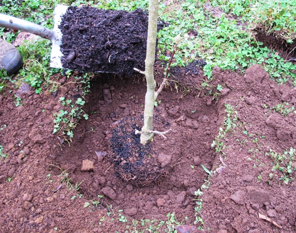 staking trees | Tikorangi The Jury Garden
