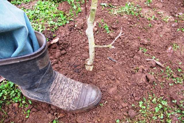 staking trees | Tikorangi The Jury Garden