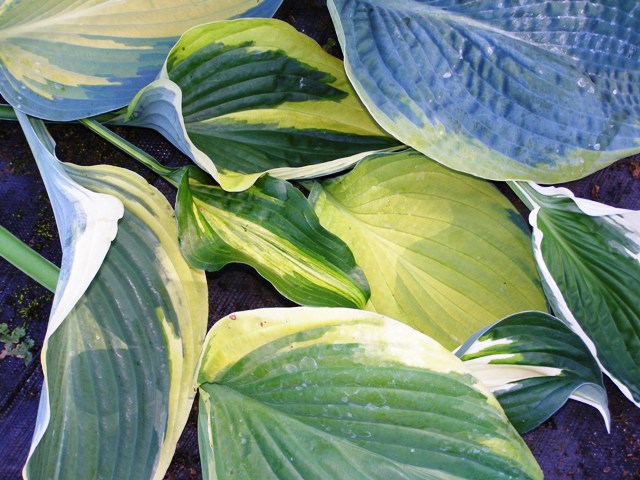 Hosta combinations that work: step-by-step | Tikorangi The Jury Garden