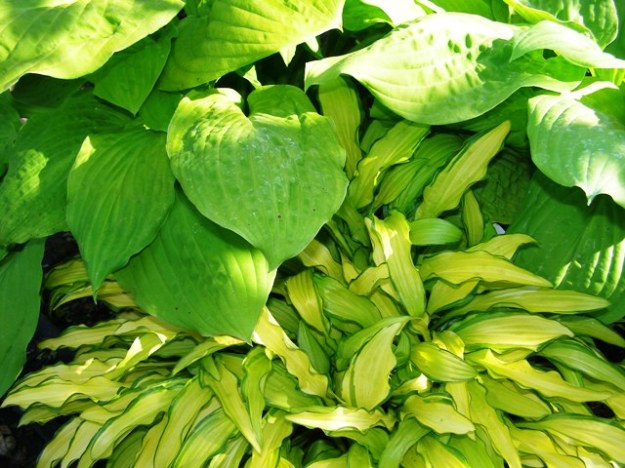 Hosta combinations that work: step-by-step | Tikorangi The Jury Garden