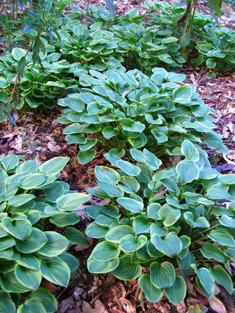 Hosta combinations that work: step-by-step | Tikorangi The Jury Garden