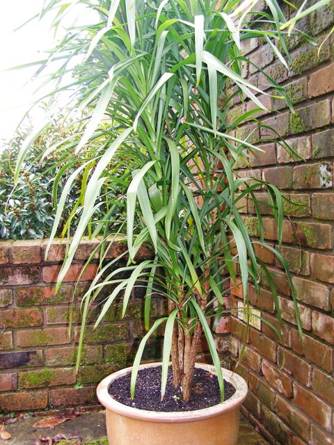 Propagating cordylines: step-by step guide | Tikorangi The Jury Garden
