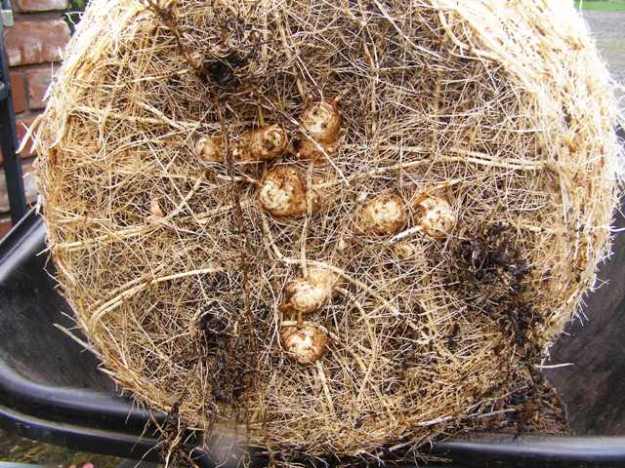 Propagating cordylines: step-by step guide | Tikorangi The Jury Garden