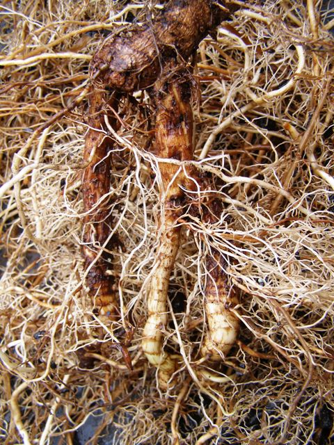 Propagating cordylines: step-by step guide | Tikorangi The Jury Garden