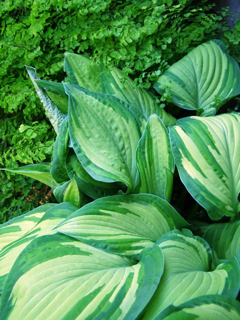 Hosta combinations that work: step-by-step | Tikorangi The Jury Garden