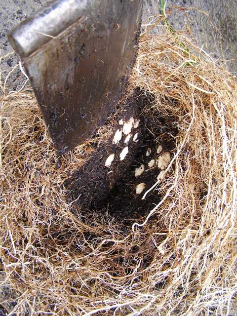 Propagating cordylines: step-by step guide | Tikorangi The Jury Garden