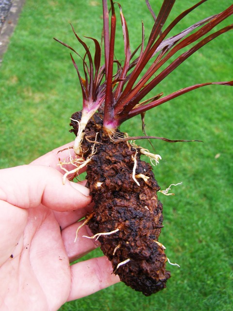Propagating cordylines: step-by step guide | Tikorangi The Jury Garden
