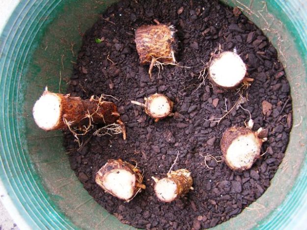 Propagating cordylines: step-by step guide | Tikorangi The Jury Garden