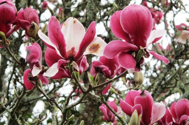 Magnolia diary | Tikorangi The Jury Garden