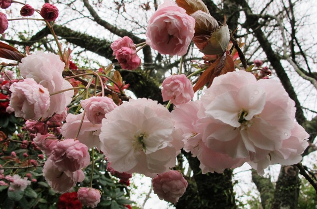cherry tree not flowering | Tikorangi The Jury Garden