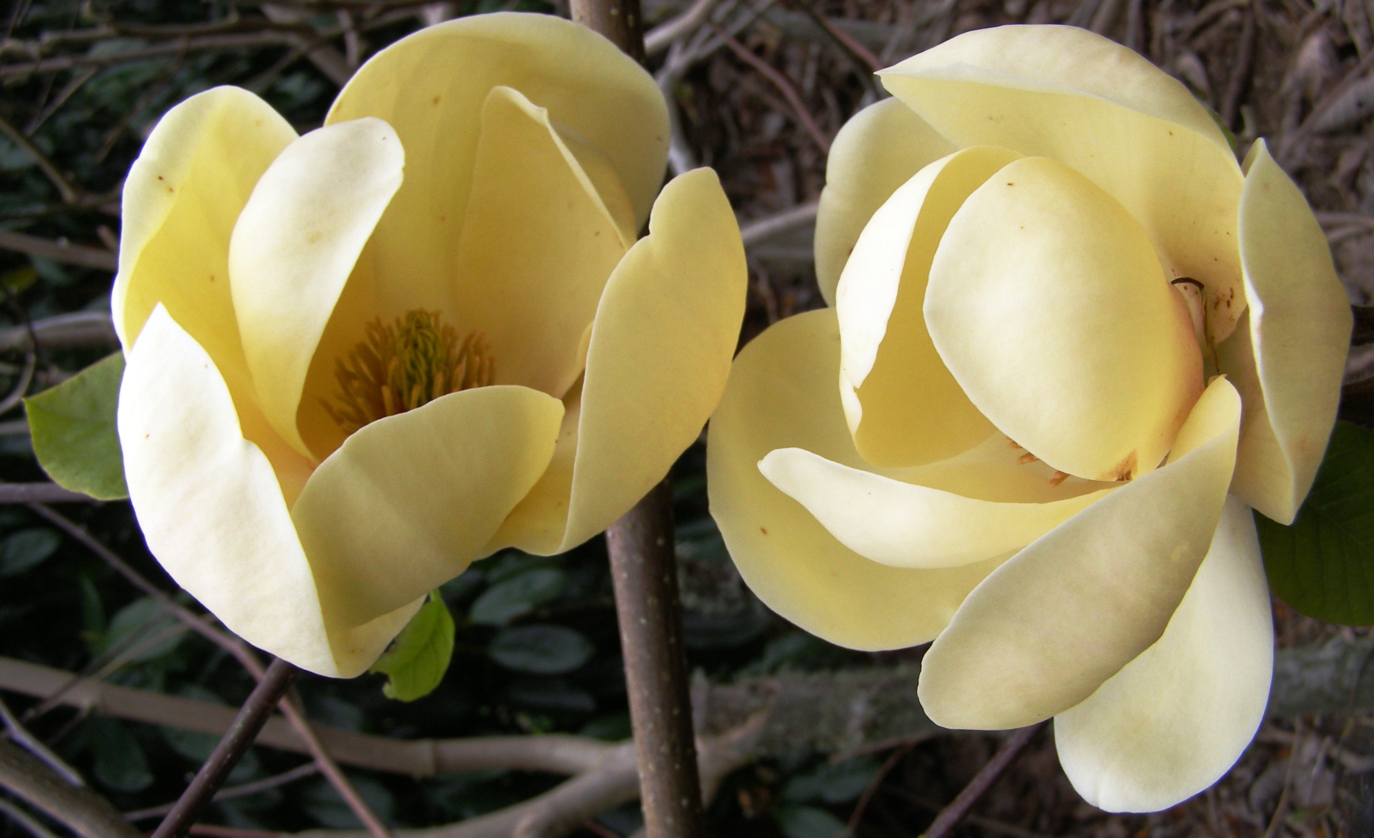 Not one but three new Jury magnolias this year | Tikorangi The Jury Garden