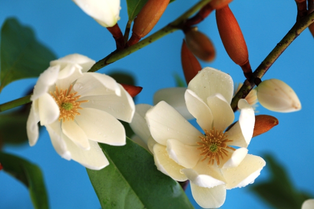 Not one but three new Jury magnolias this year | Tikorangi The Jury Garden