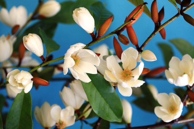 Not one but three new Jury magnolias this year | Tikorangi The Jury Garden