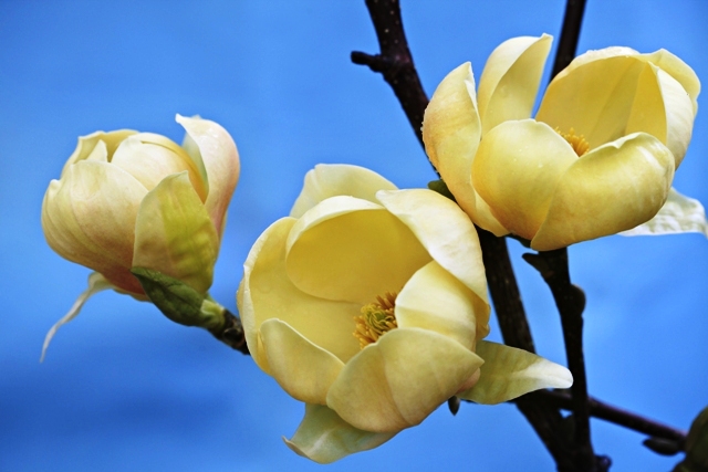 Not one but three new Jury magnolias this year | Tikorangi The Jury Garden