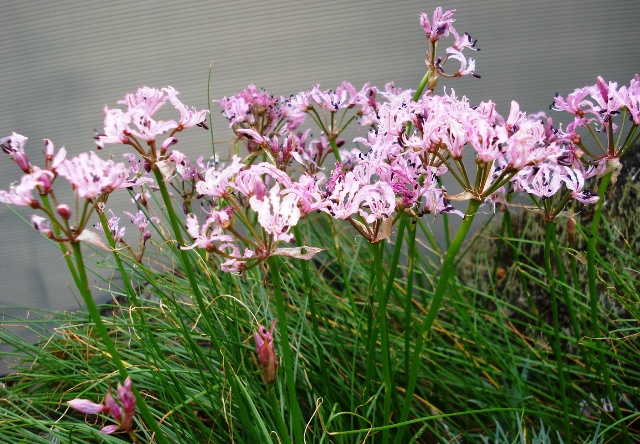 Plant Collector: Nerine filifolia | Tikorangi The Jury Garden