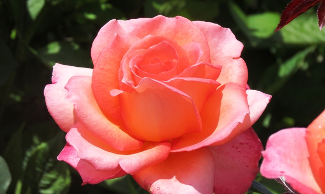 Raspberry Ice | Tikorangi The Jury Garden