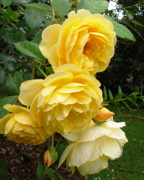 Reviewing roses | Tikorangi The Jury Garden