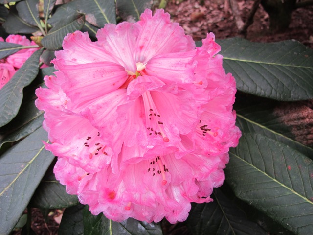 Plant Collector: Rhododendron ‘Pukeiti’ | Tikorangi The Jury Garden