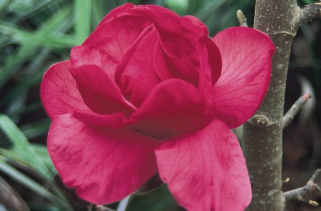 Magnolia Black Tulip | Tikorangi The Jury Garden