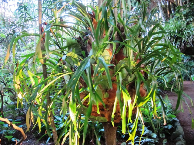 Plant Collector: Staghorn fern or Platycerium | Tikorangi The Jury Garden
