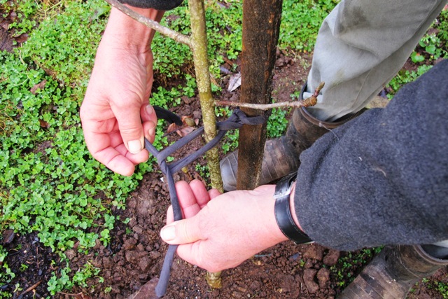 staking trees | Tikorangi The Jury Garden