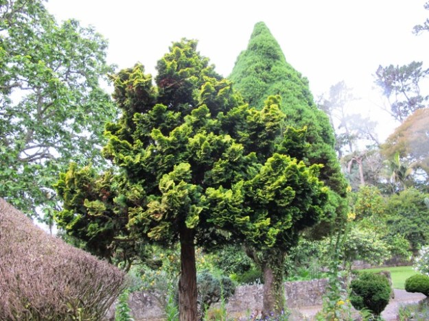 Stripes, splashes and edges – variegated plants | Tikorangi The Jury Garden