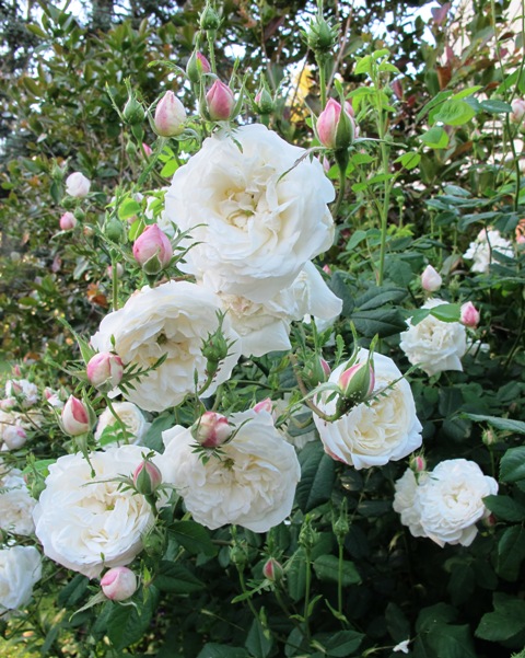 Rosa Mme Plantier | Tikorangi The Jury Garden